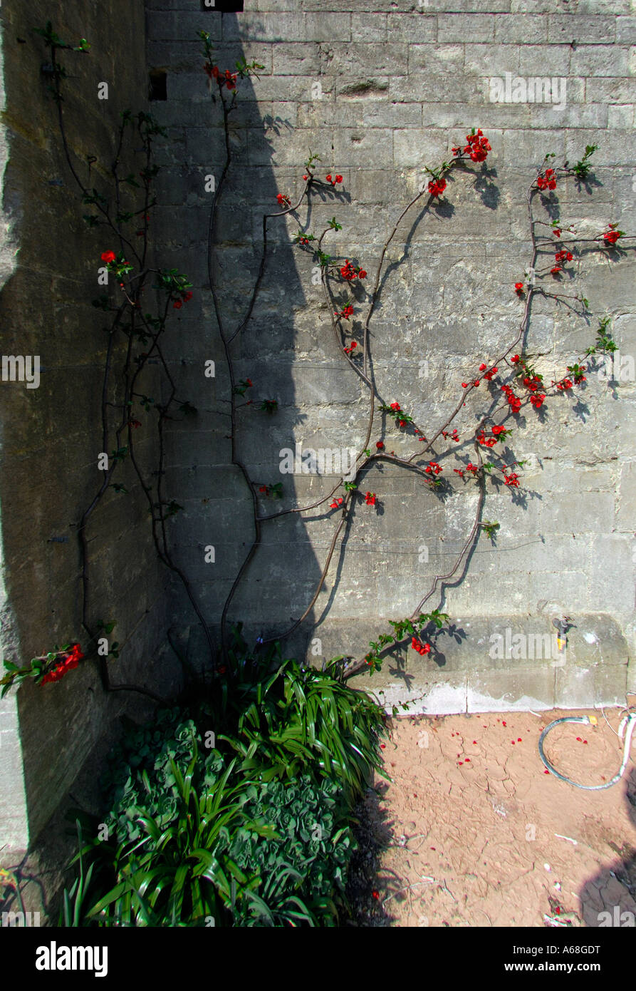 Climbing Plant with Red Berries in the grounds of Oxford Botanic ...