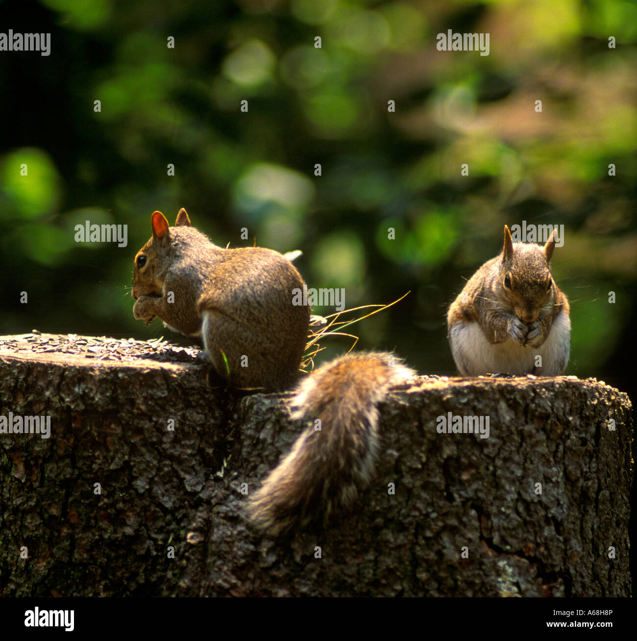 Squirrels on a tree stump Stock Photo - Alamy