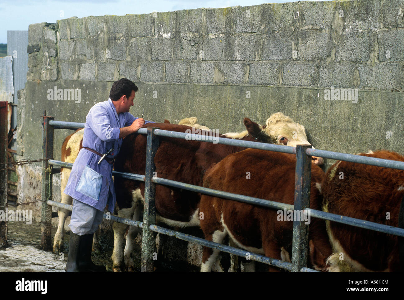 Irish vet gives shots to the cattle County Clare Ireland Stock Photo ...