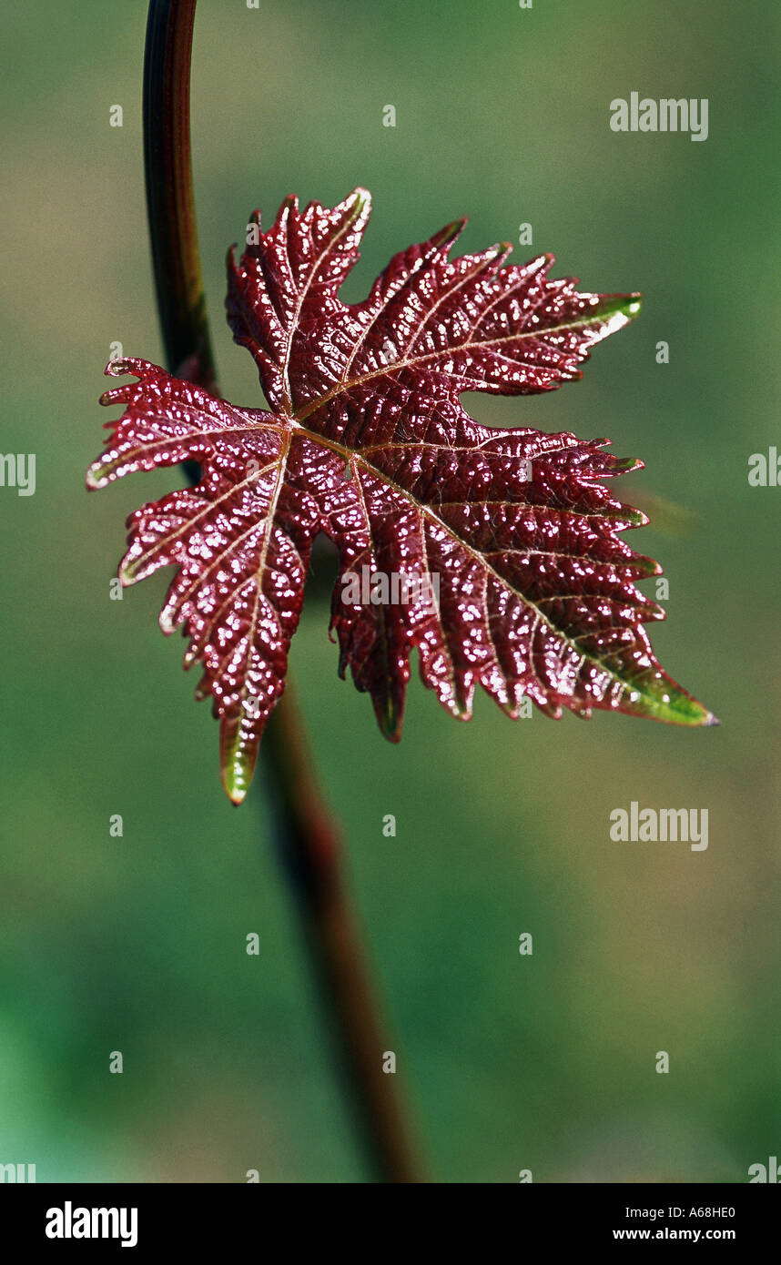 Vine vegetal hi-res stock photography and images - Alamy