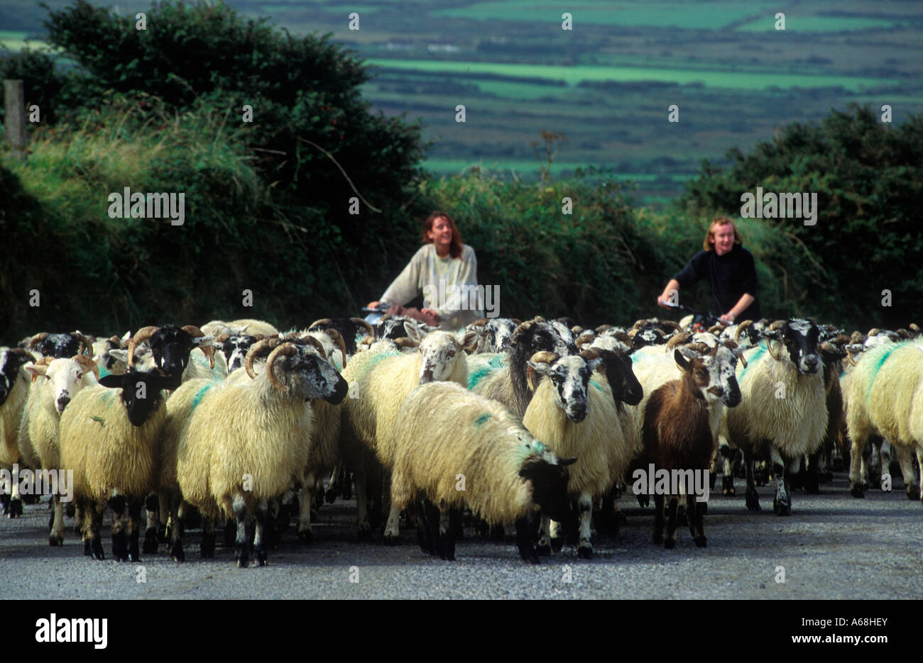 Irish farmer guides his sheep along a country road Ireland Stock Photo ...