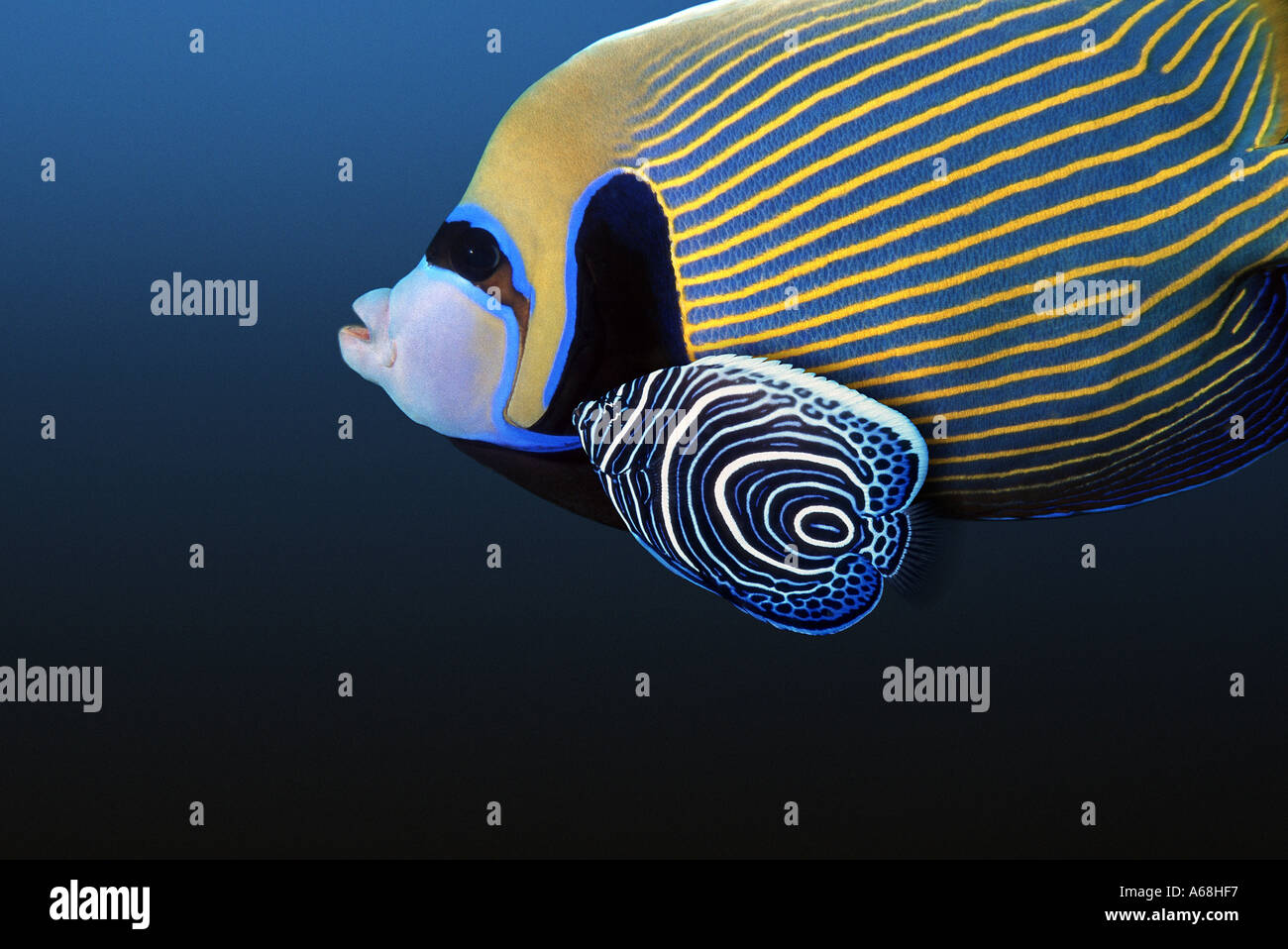 Angelfish baby hi-res stock photography and images - Alamy