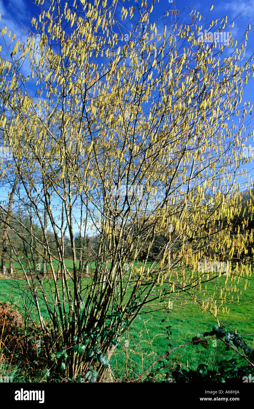 Common Hazel (Corylus avellana) flowering in Spring. The abundant ...
