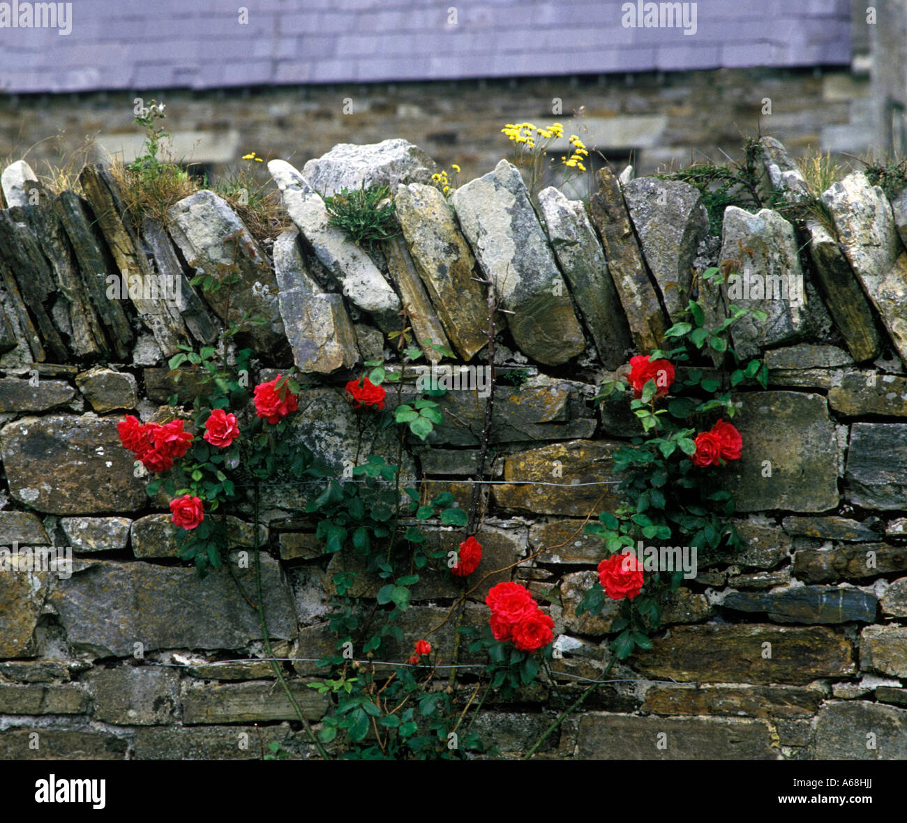 Stone Roses Stock Photos & Stone Roses Stock Images - Alamy