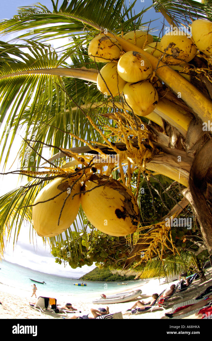British Virgin Islands Caribbean Bright yellow coconuts with beach ...