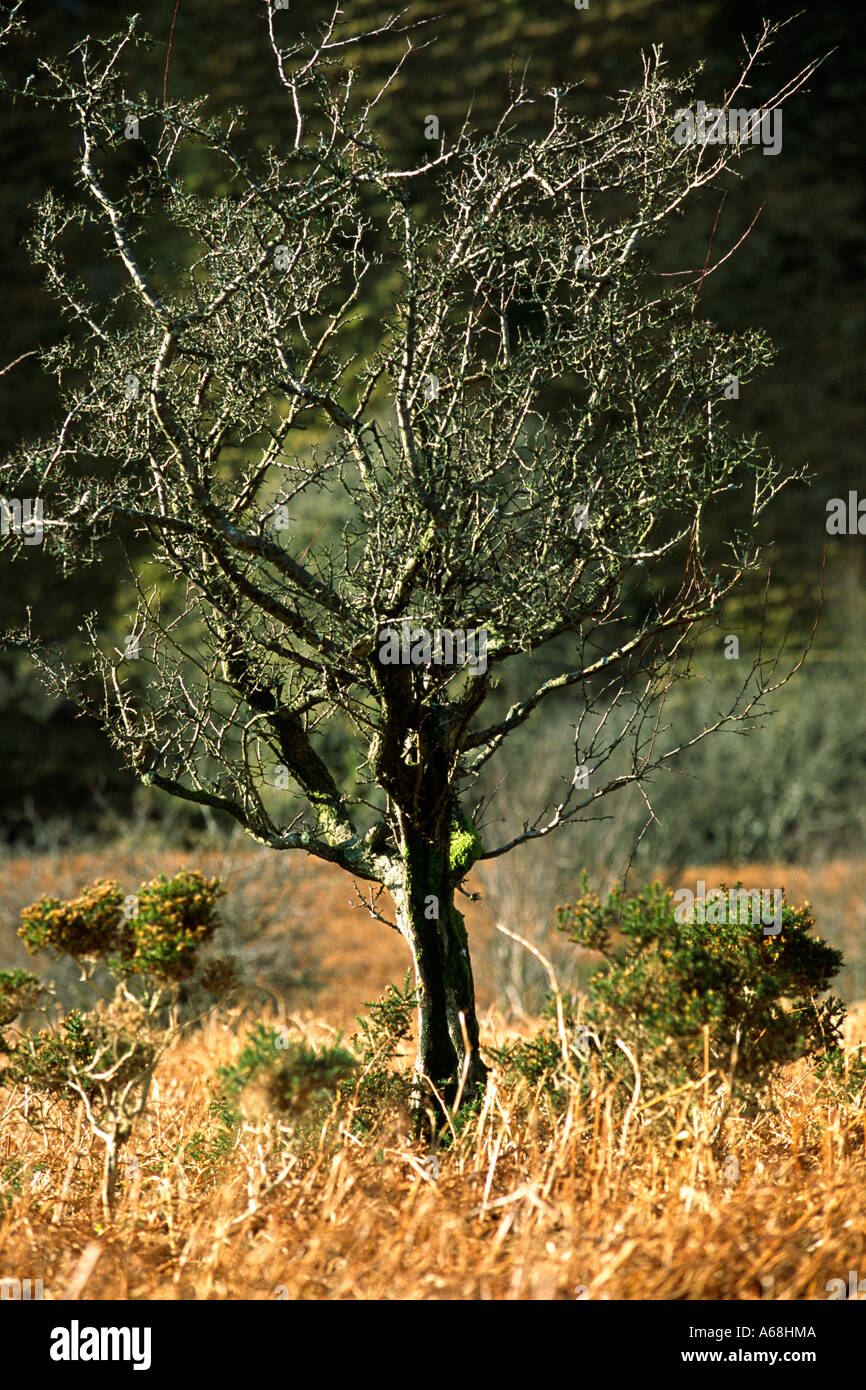 An old hawthorn tree hi-res stock photography and images - Alamy