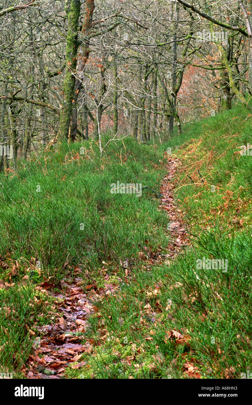 Path through Sessile Oak (Quercus petraea) woodland in late winter ...