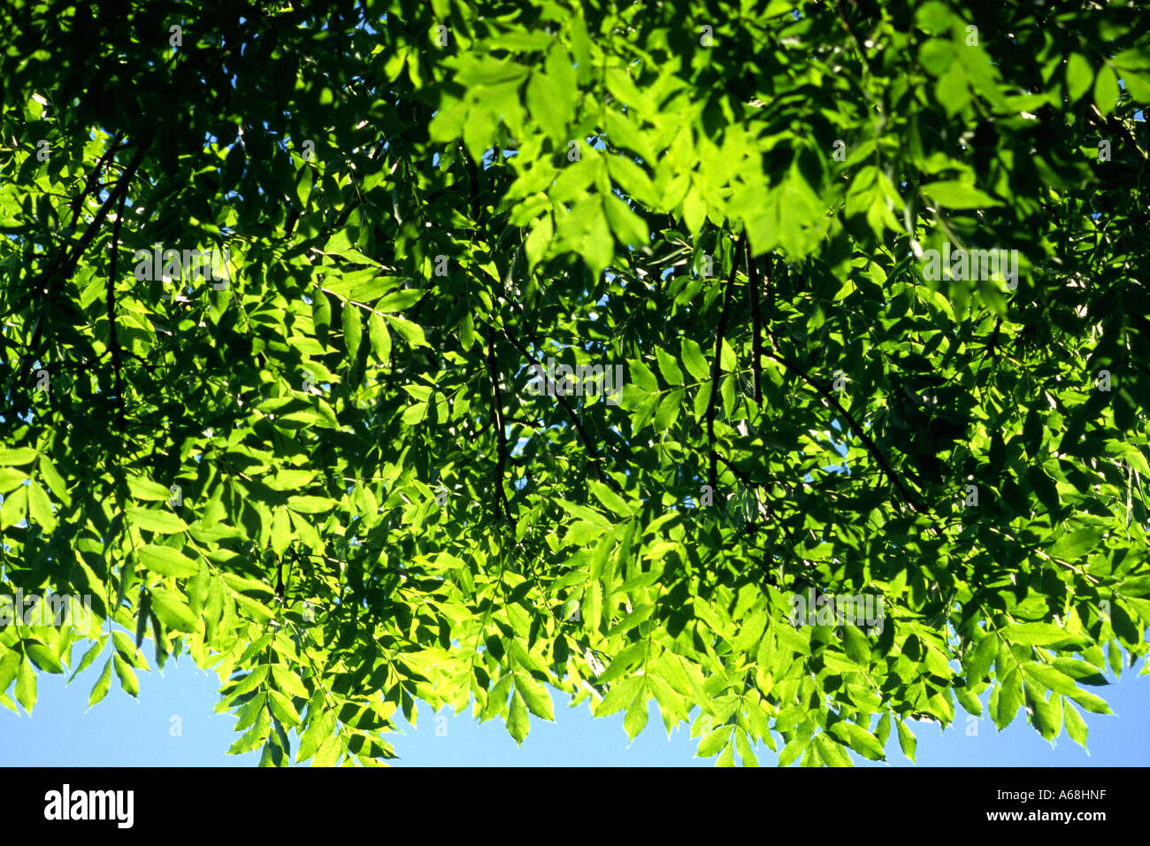 Sunlight through fresh Spring leaves of an Ash tree (Fraxinus excelsior ...