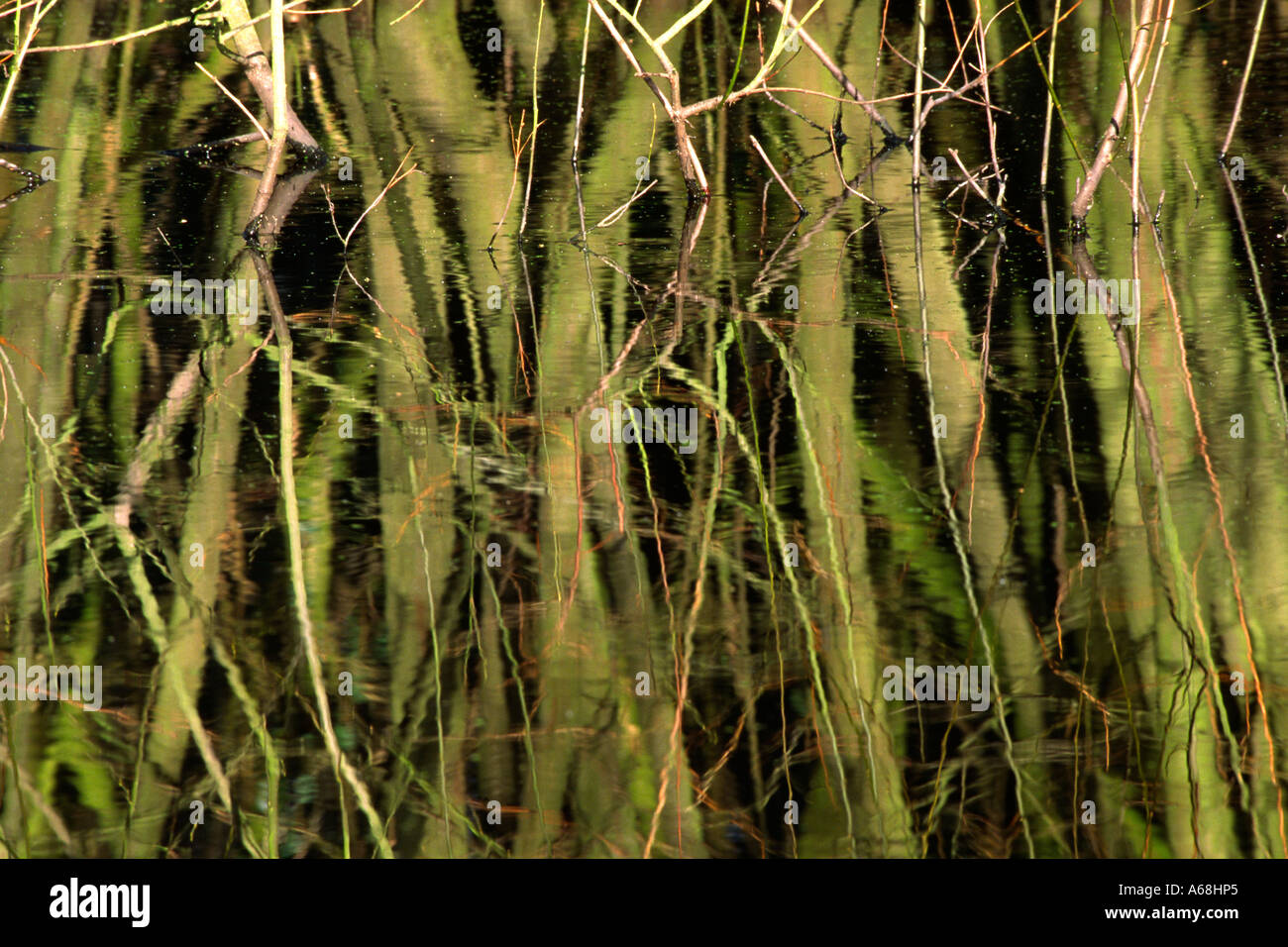 Reflections in a pond of Sallow trees (Salix cinerea) growing beside ...