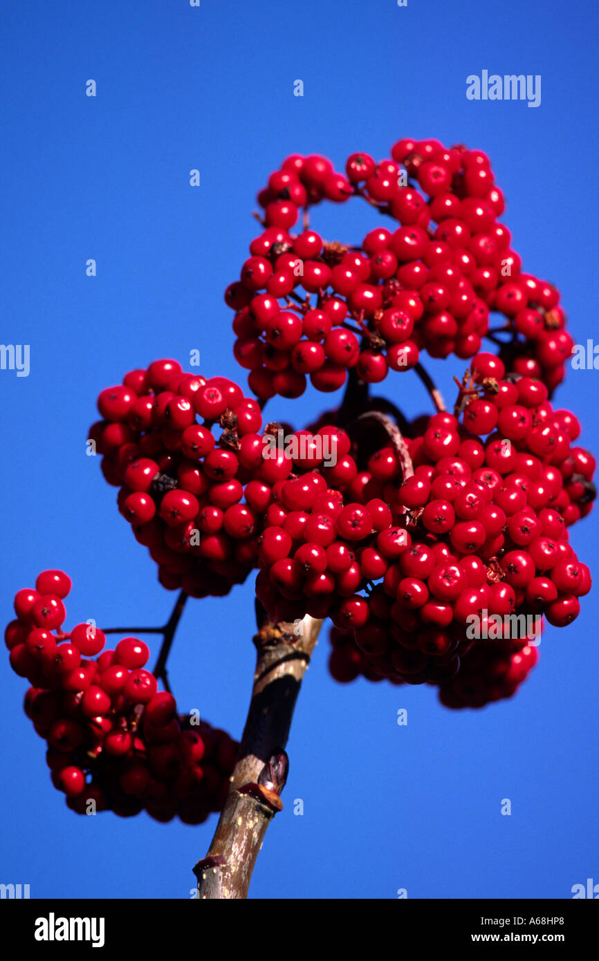 Sorbus americana hi-res stock photography and images - Alamy