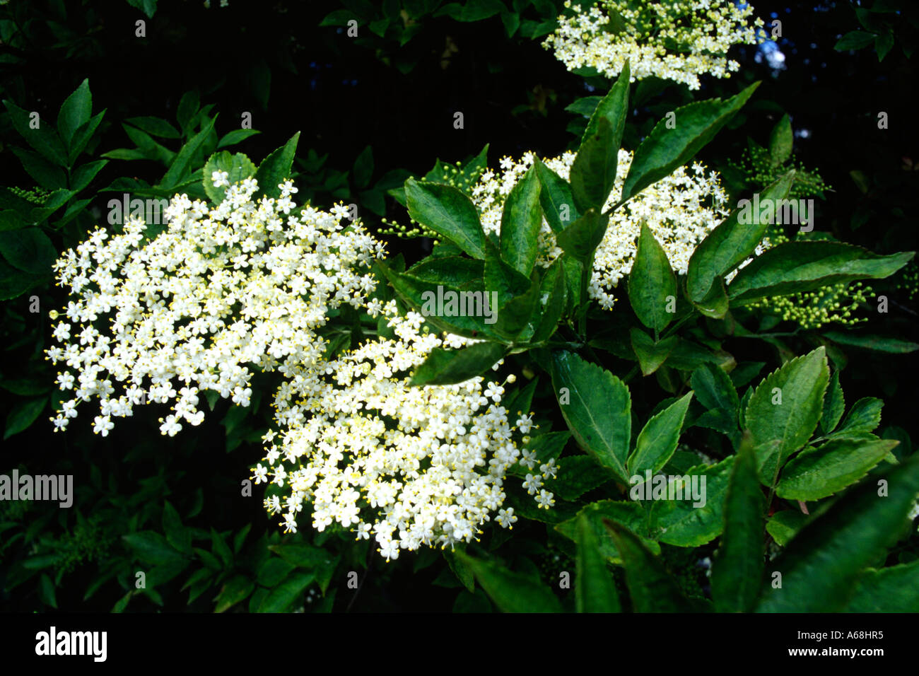 Flowers of Elder tree (Sambucus nigra Stock Photo - Alamy