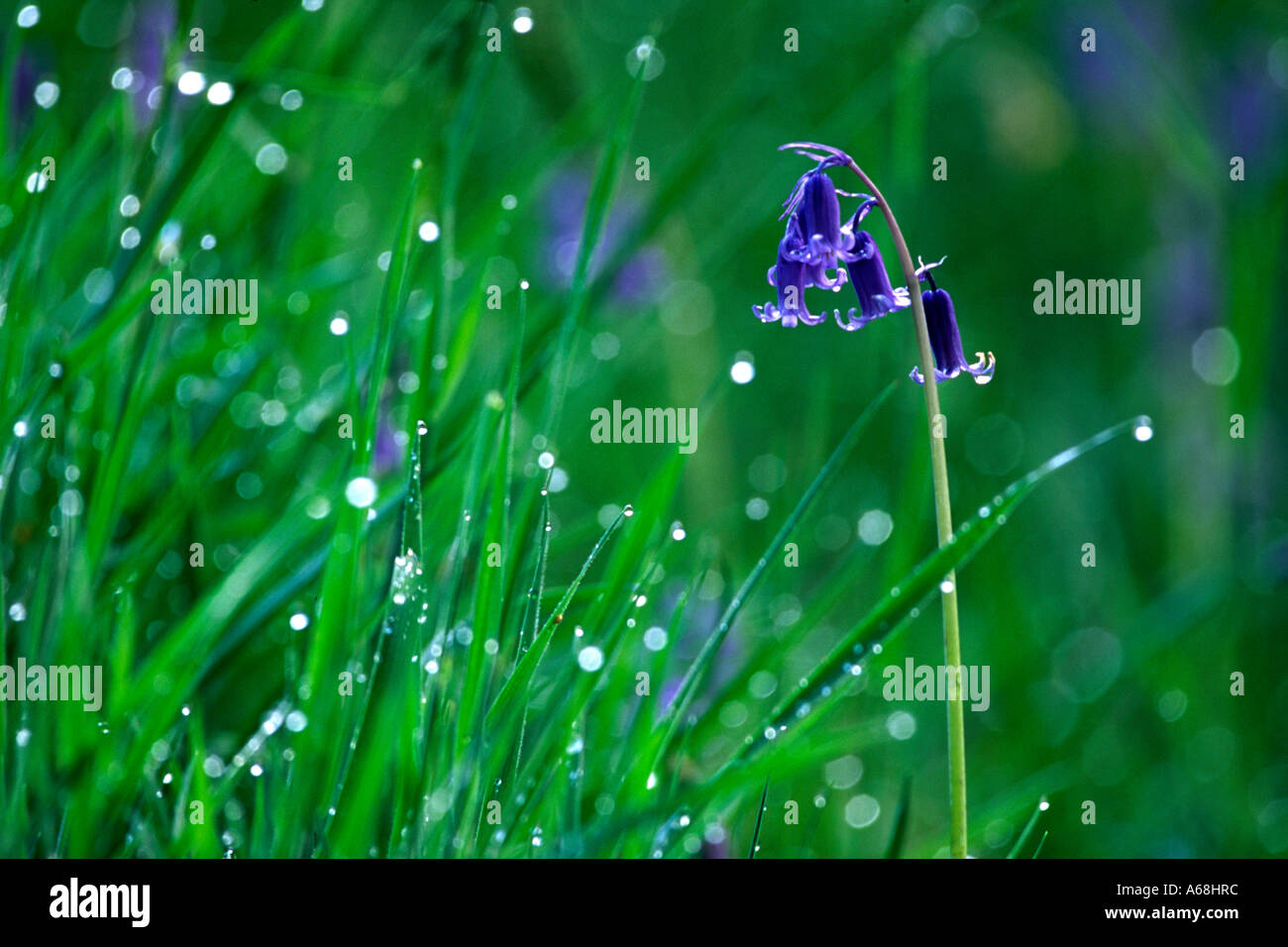 Flowering Bluebell (Hyacinthoides non-scripta) after a shower of rain ...