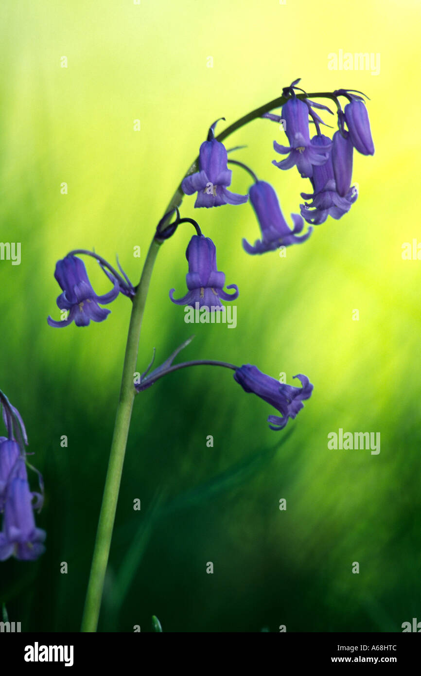 Flowering Bluebell (Hyacinthoides non-scripta Stock Photo - Alamy