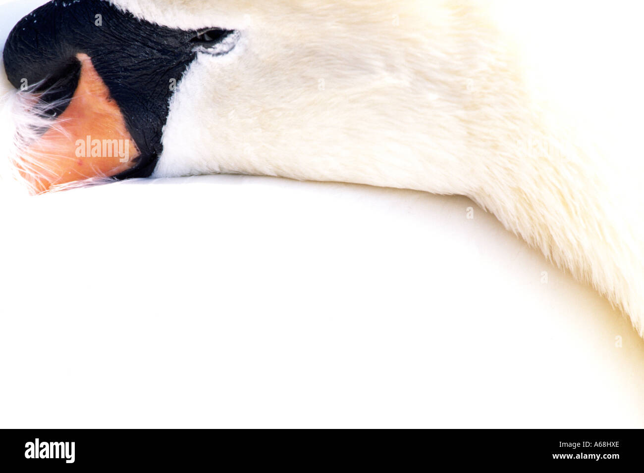 Head tucked under wing hi-res stock photography and images - Alamy