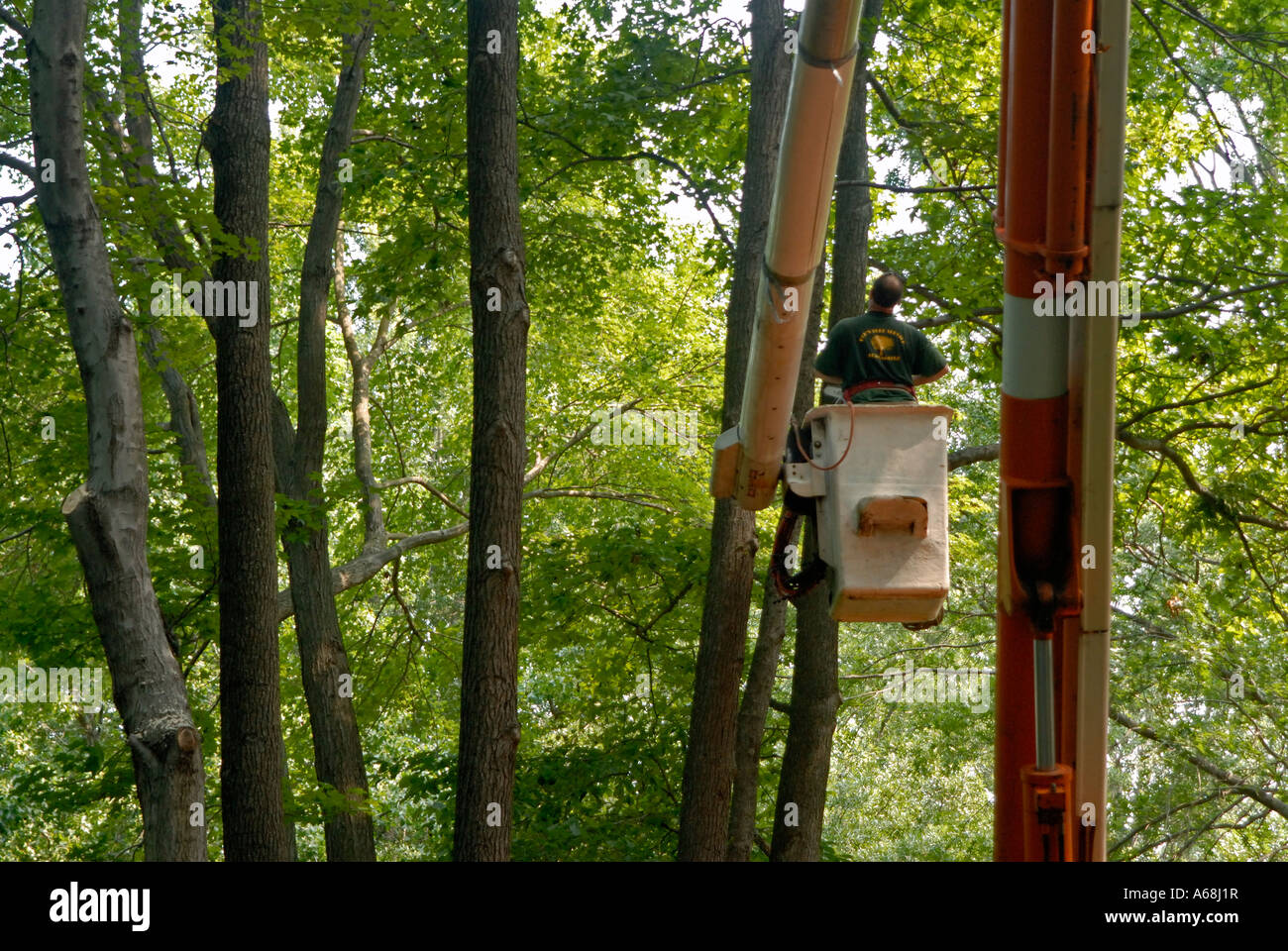 Service tree hi-res stock photography and images - Alamy