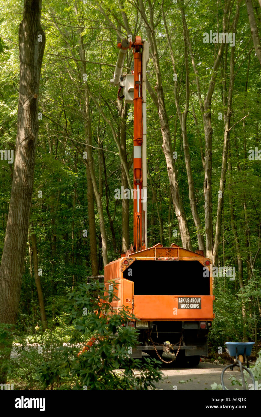 Tree removal service workers Stock Photo - Alamy