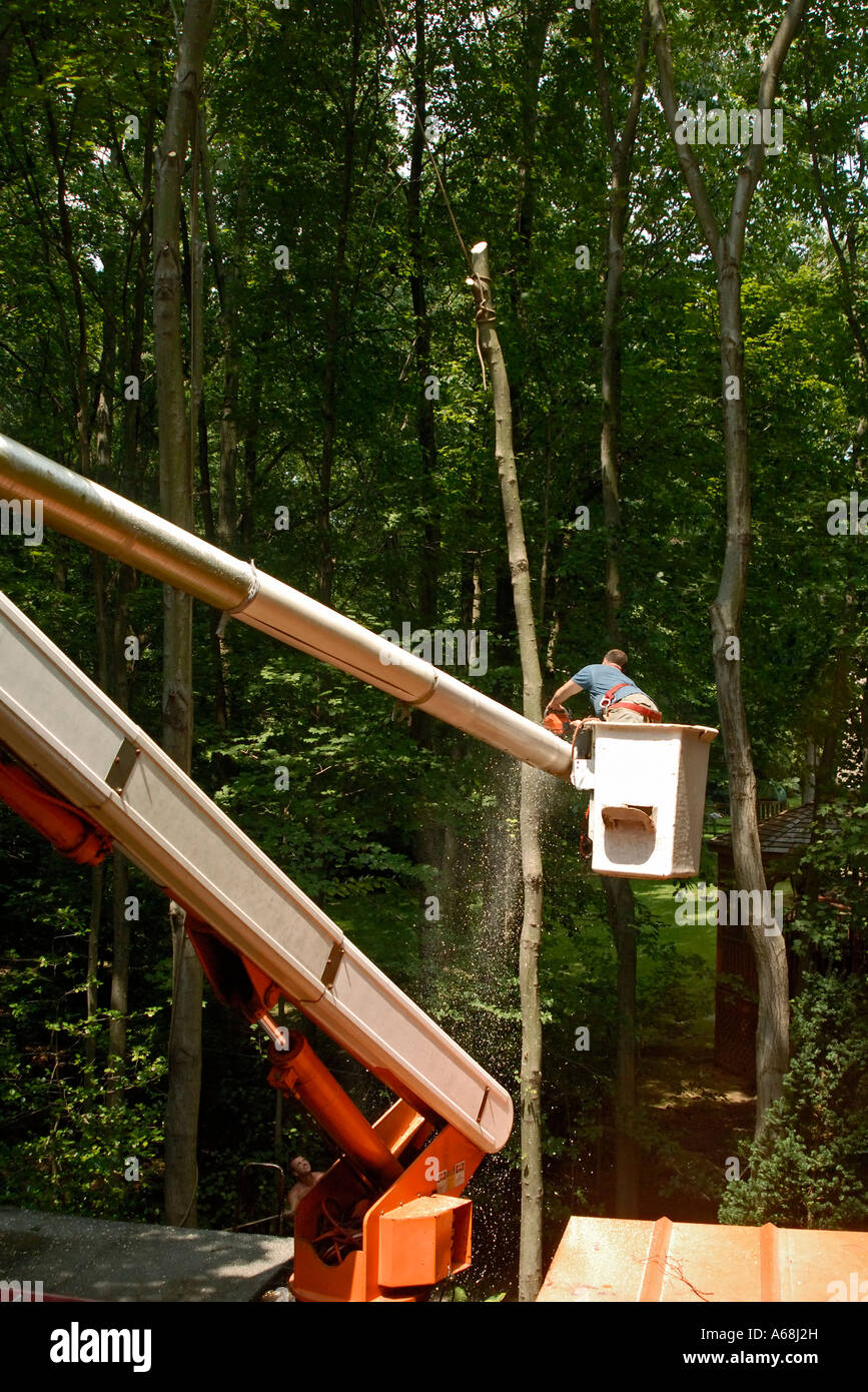 Tree removal service workers Stock Photo - Alamy