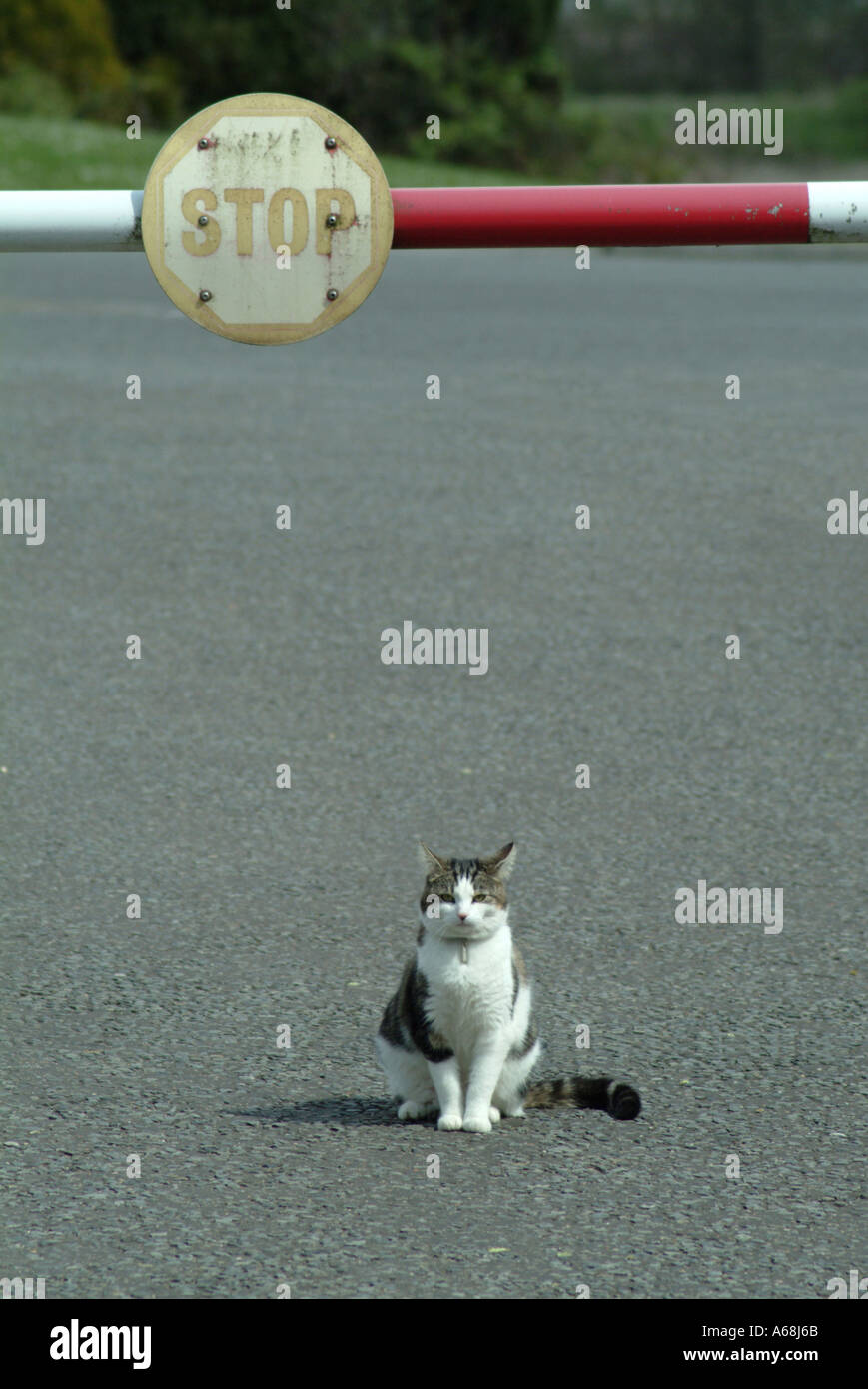 A visual joke of a cat appearing to stop at a road stop sign Stock ...