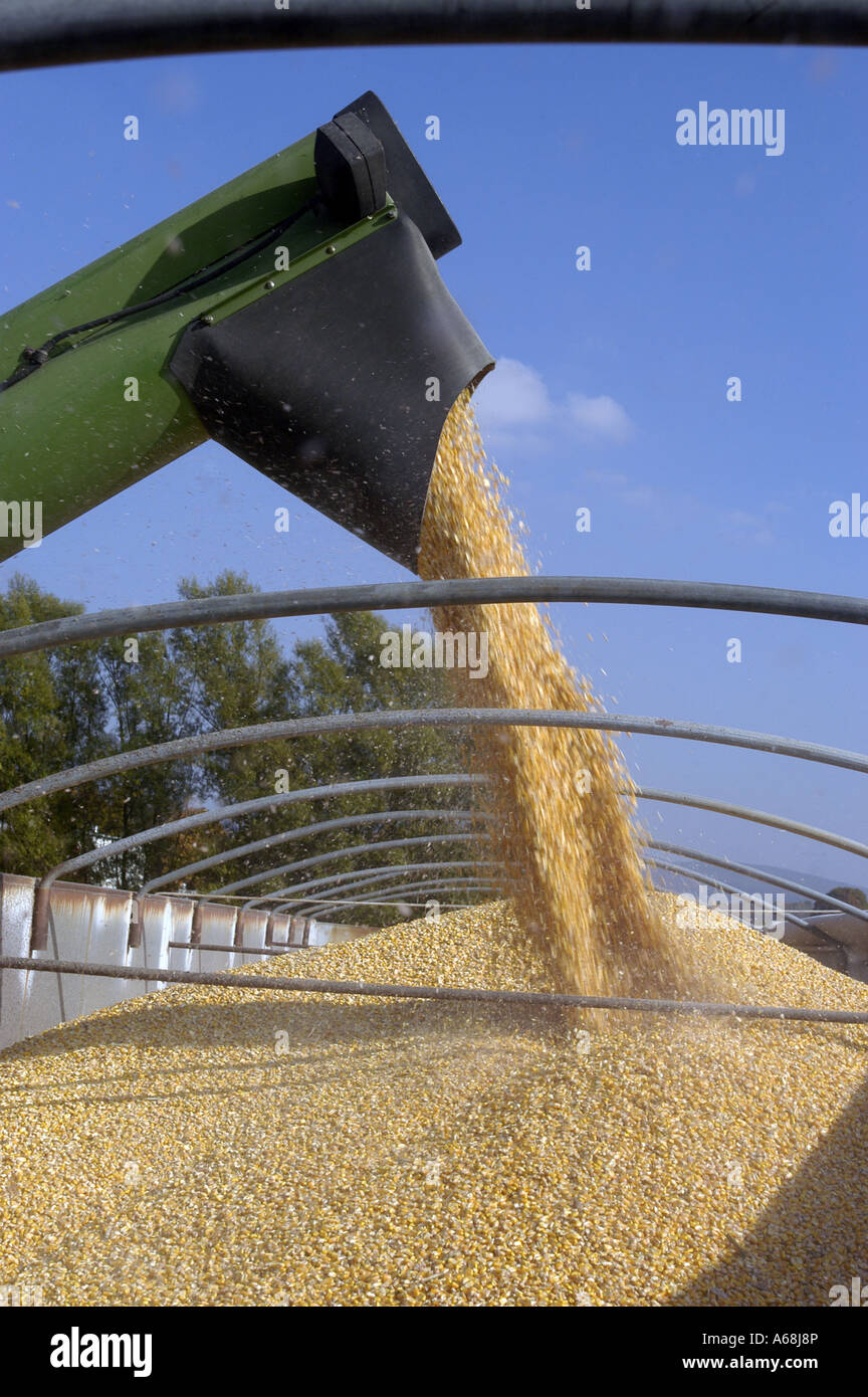 Corn Harvest Maryland Stock Photo - Alamy