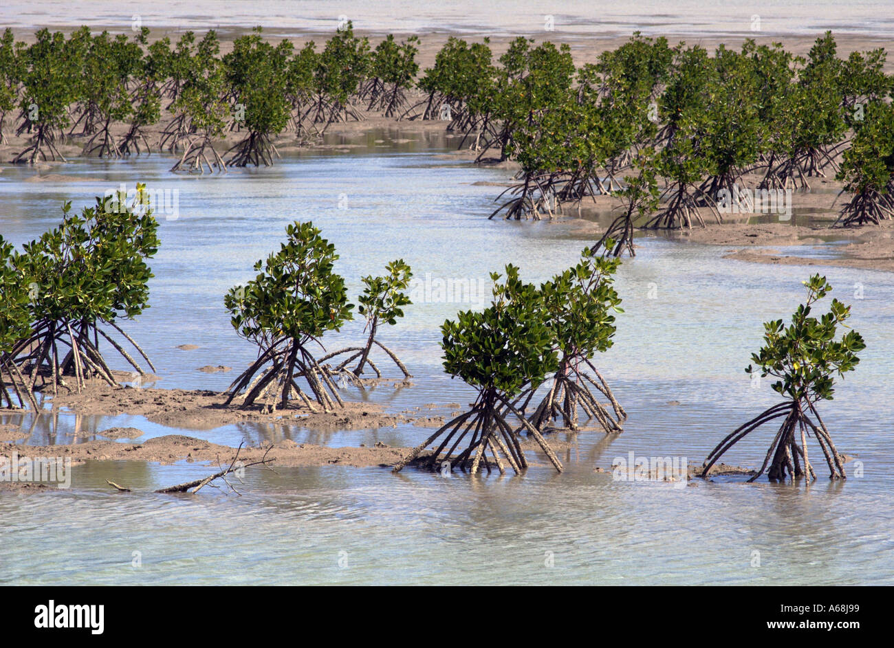 Littoral swamp hi-res stock photography and images - Alamy