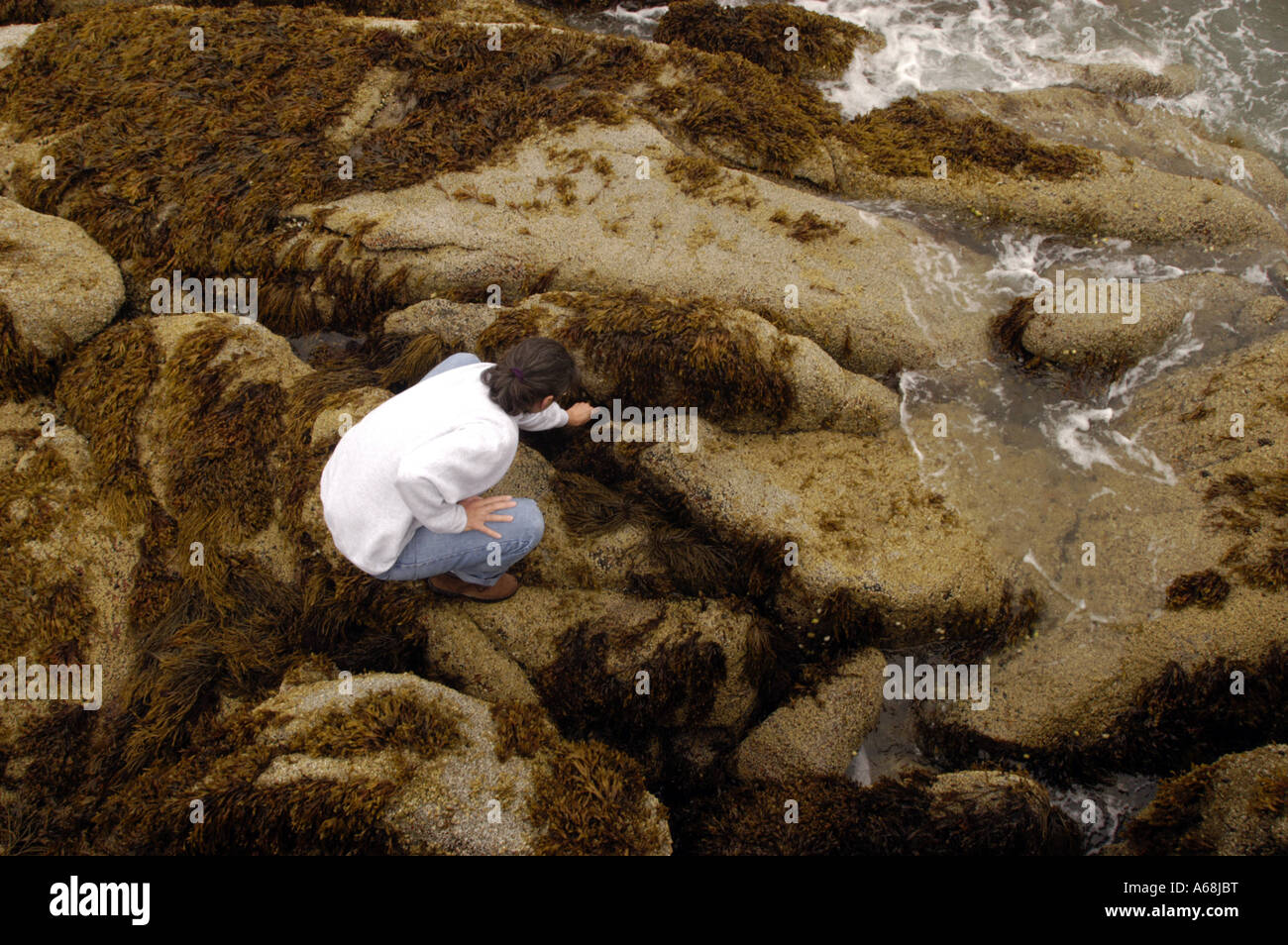 Children exploring tide pools Deer Isle Maine Stock Photo - Alamy