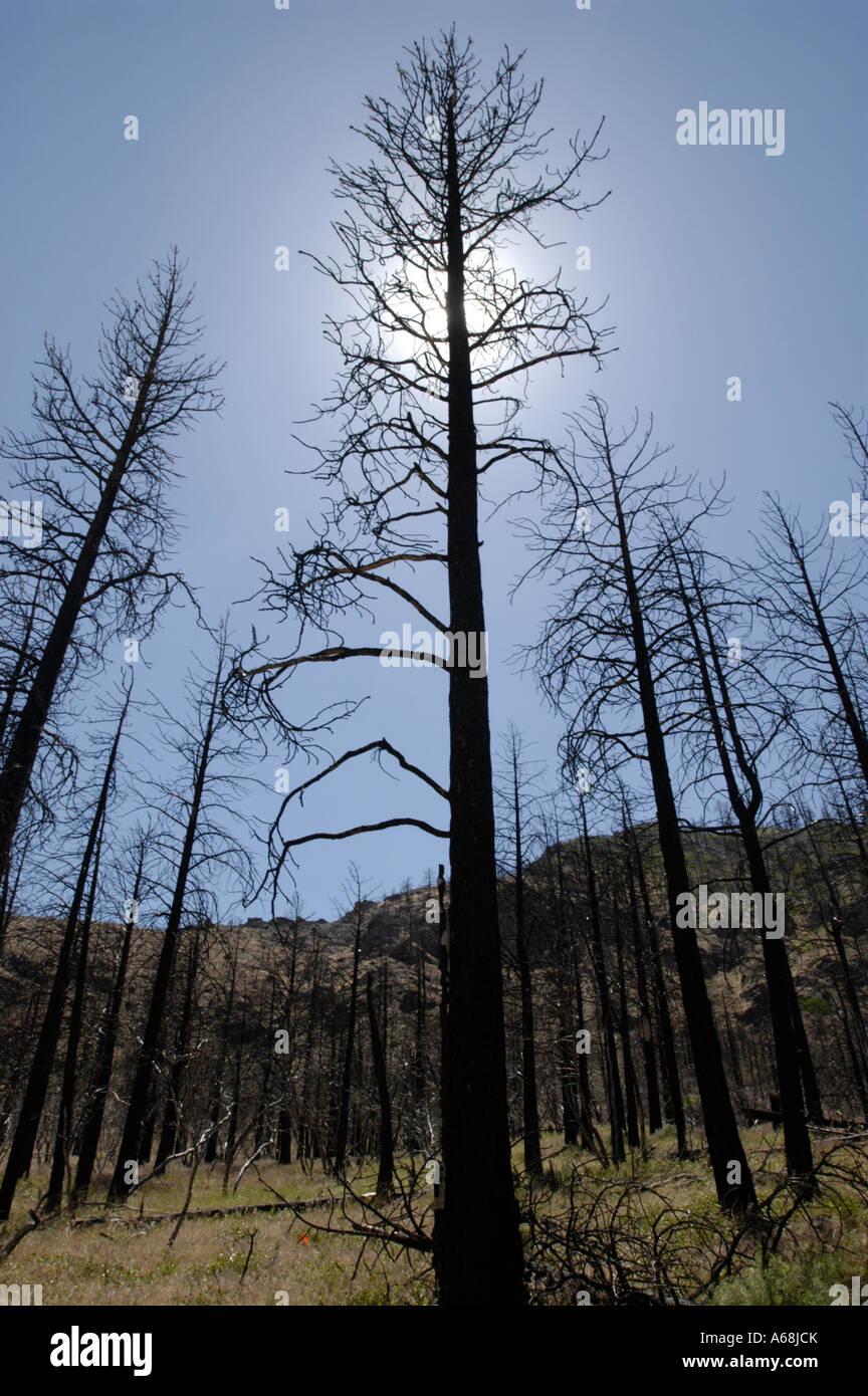 Wildfire burn area near Reno NV Stock Photo - Alamy