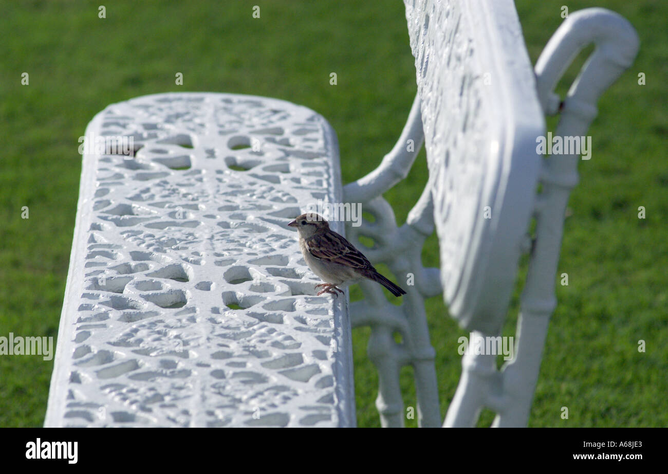 bird resting on wrought iron bench Stock Photo - Alamy
