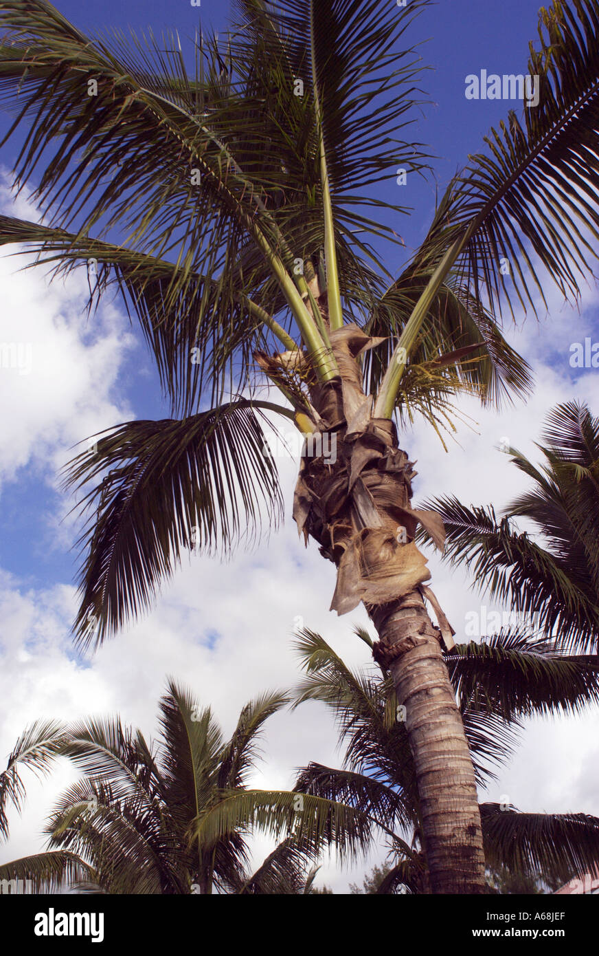 View from underneath the palm trees hi-res stock photography and images ...