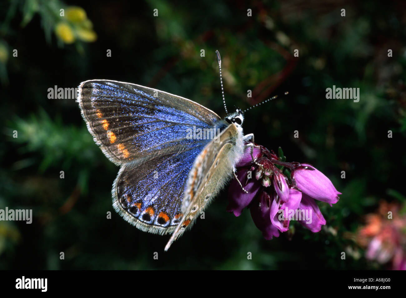 Female Common Blue Butterfly (Polyommatus icarus). An almost blue ...