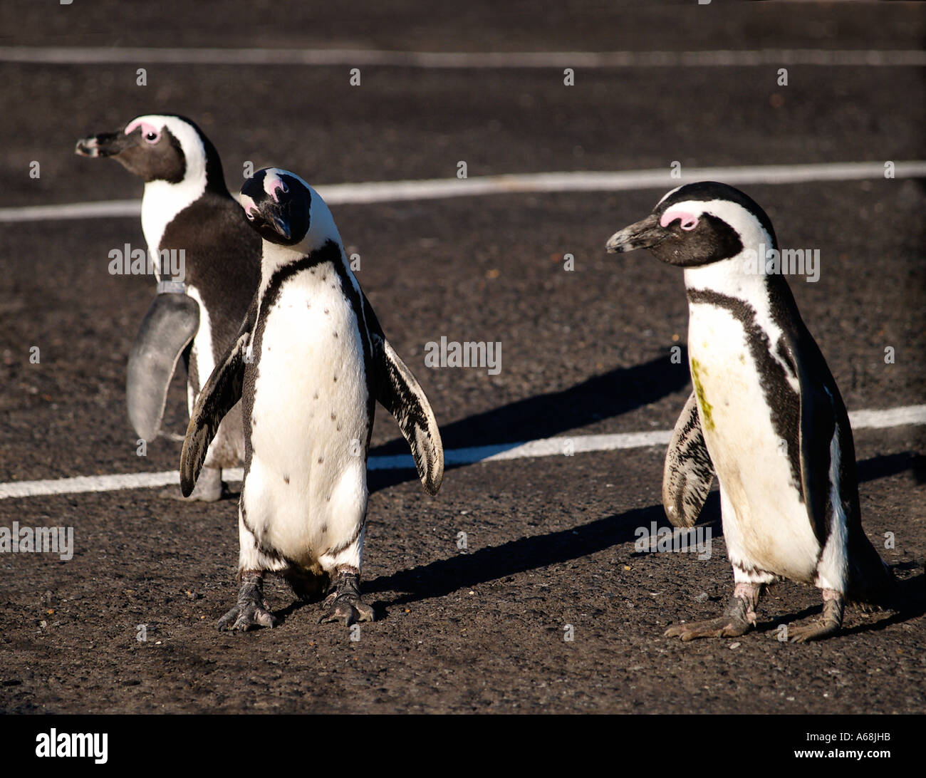 Simonstown penguin road hi-res stock photography and images - Alamy