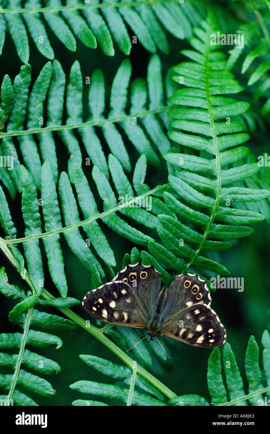 Bracken bug hi-res stock photography and images - Alamy