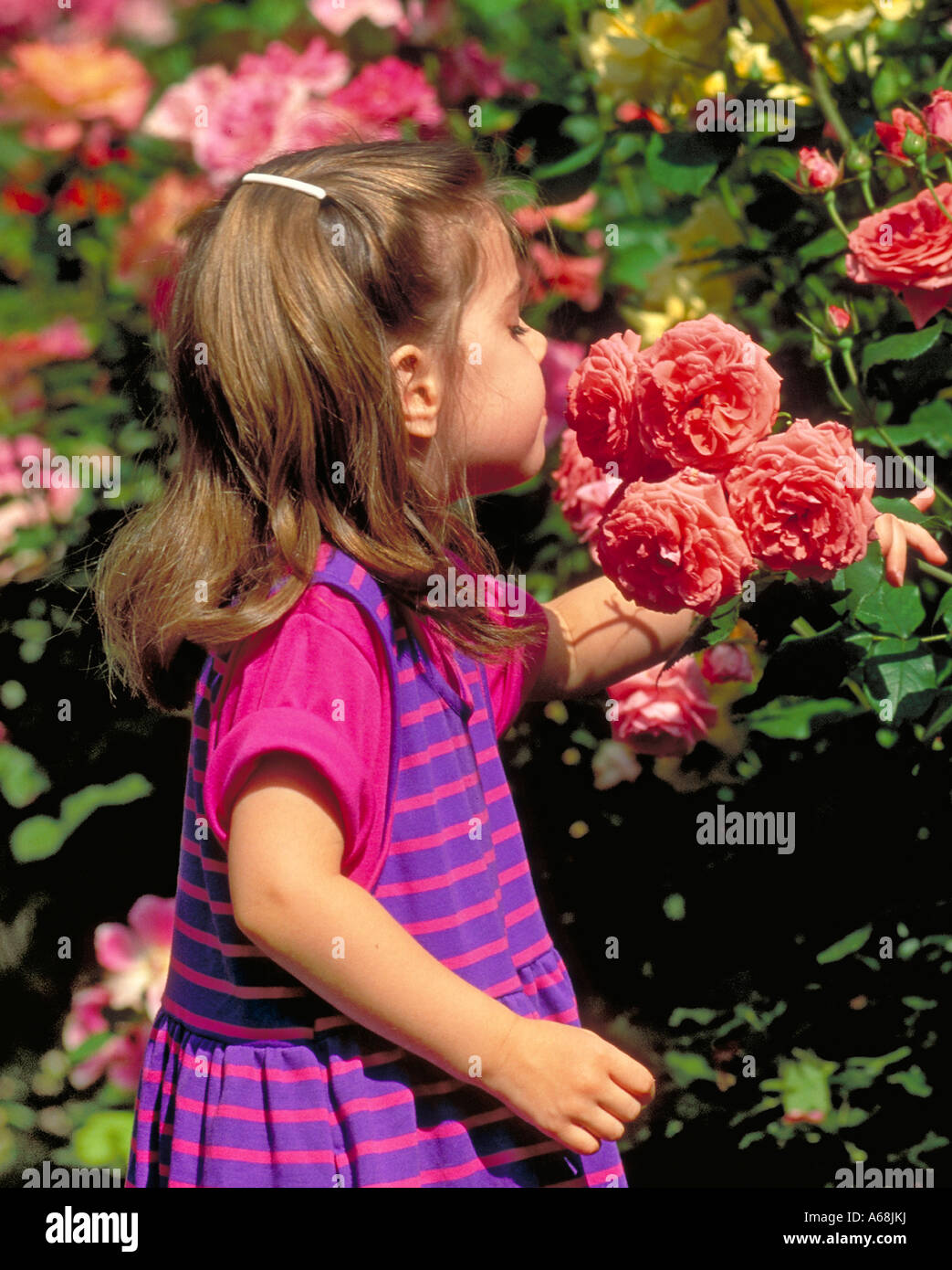 GIRL 4 YEARS OLD SMELLING ROSES Stock Photo - Alamy