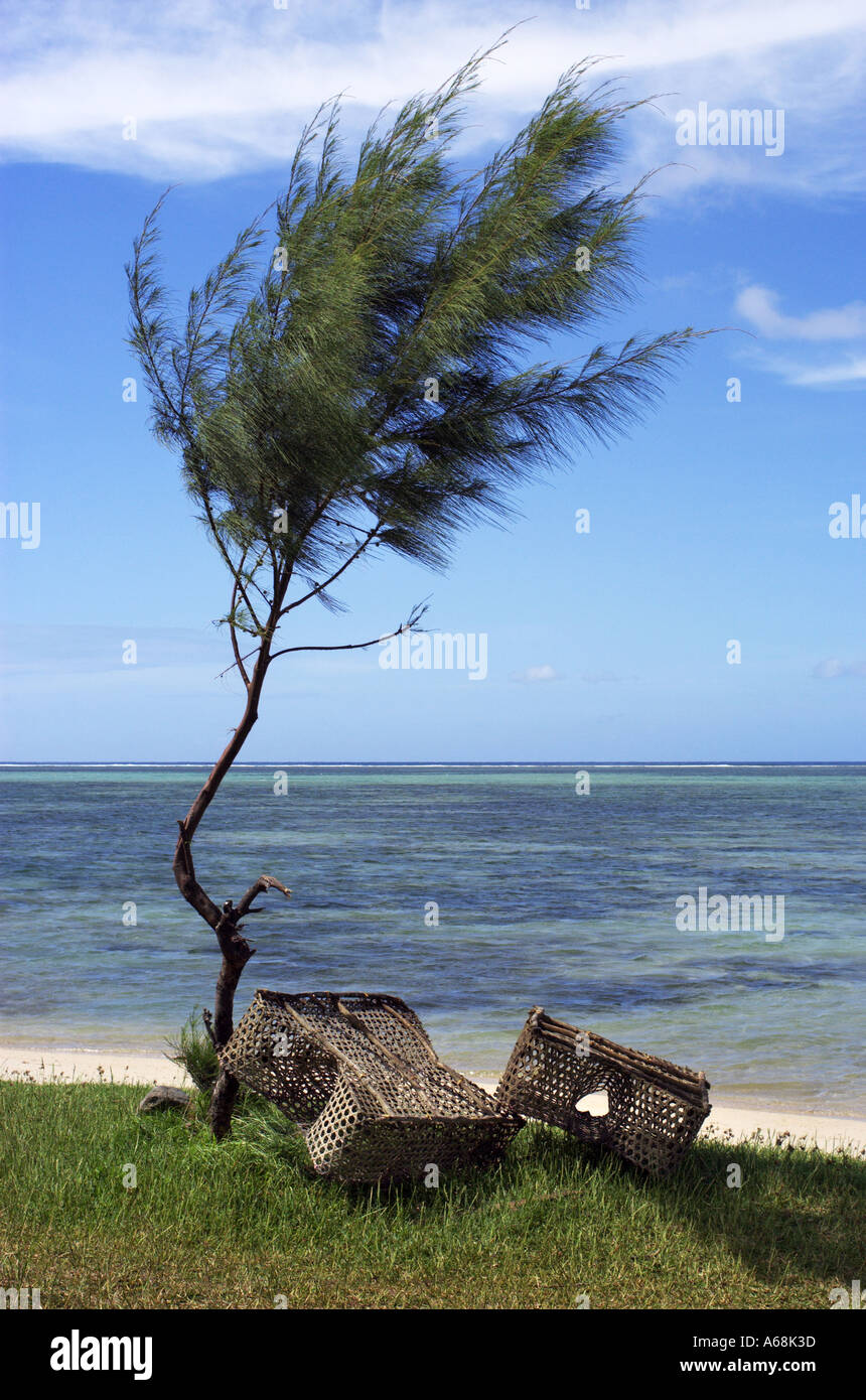 Casuarina plant hi-res stock photography and images - Alamy