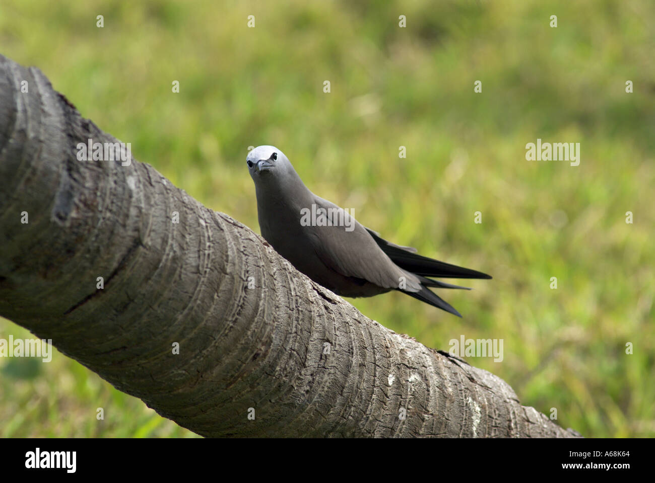 brown noddy standing on a palm tree Stock Photo - Alamy
