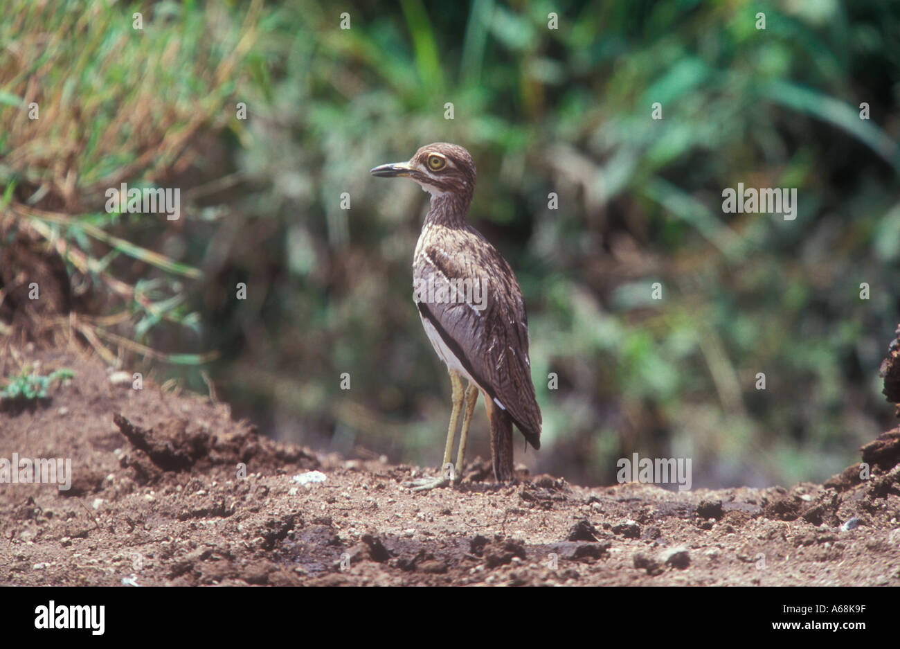 Water Thicknee High Resolution Stock Photography and Images - Alamy