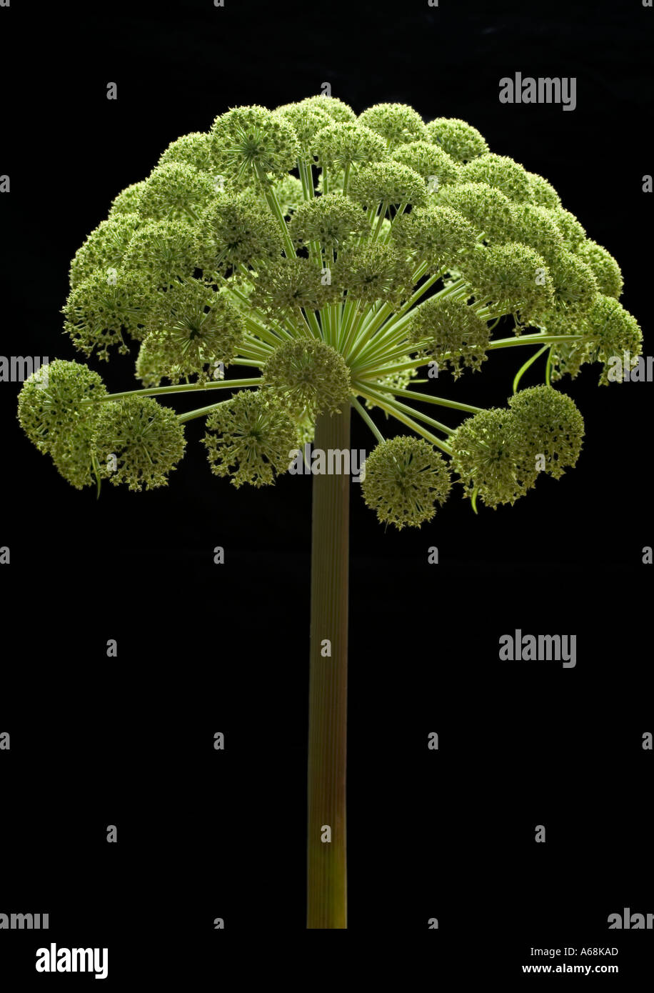 Angelica flower close up against black background Stock Photo - Alamy