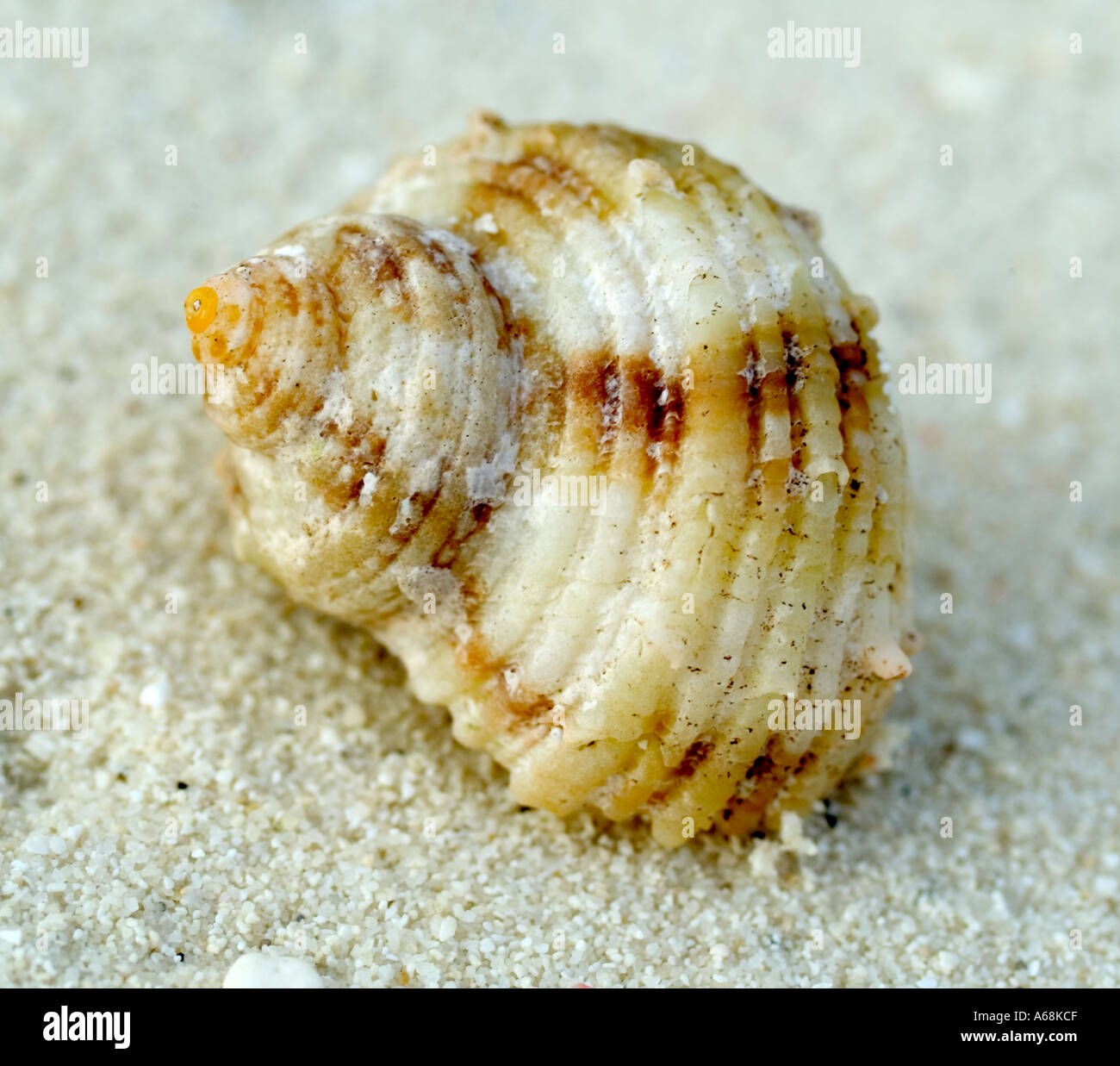 Hermit crab inside shell hi-res stock photography and images - Alamy