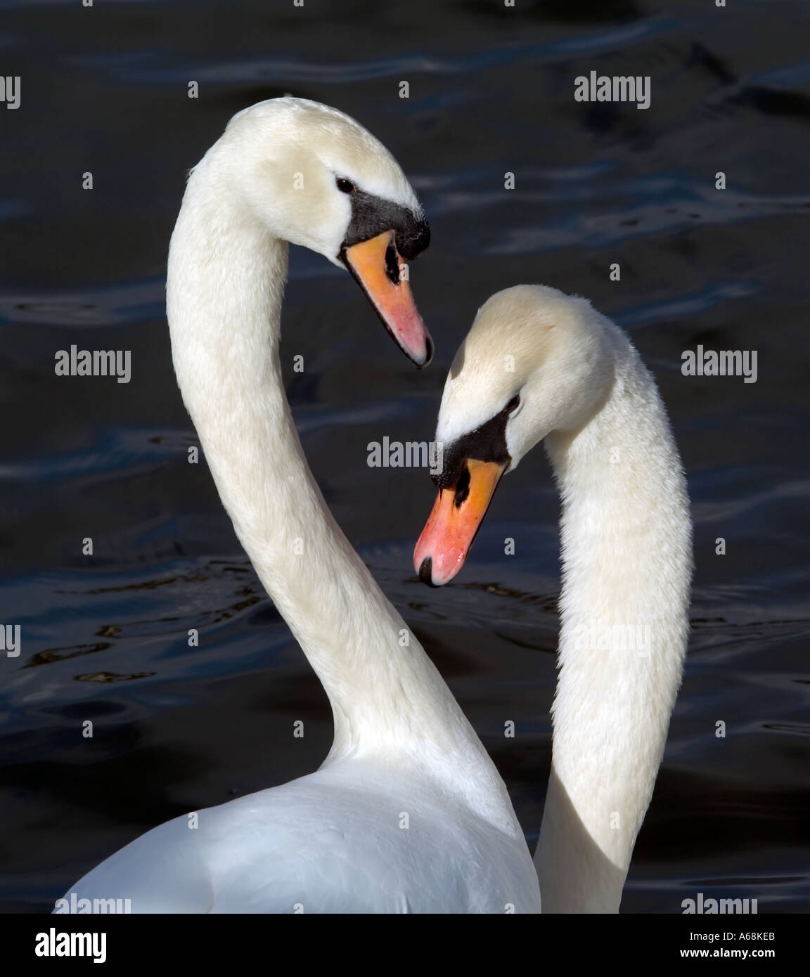 Swan with two necks hi-res stock photography and images - Alamy