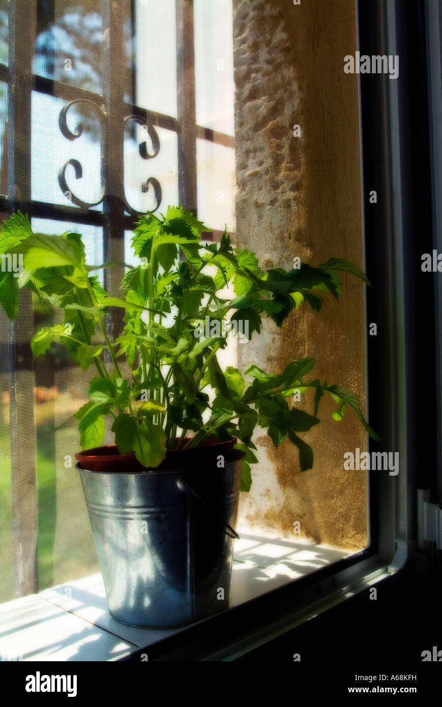Window with plants Stock Photo - Alamy