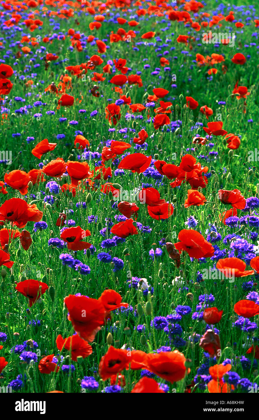 Red and blue wildflowers Stock Photo - Alamy