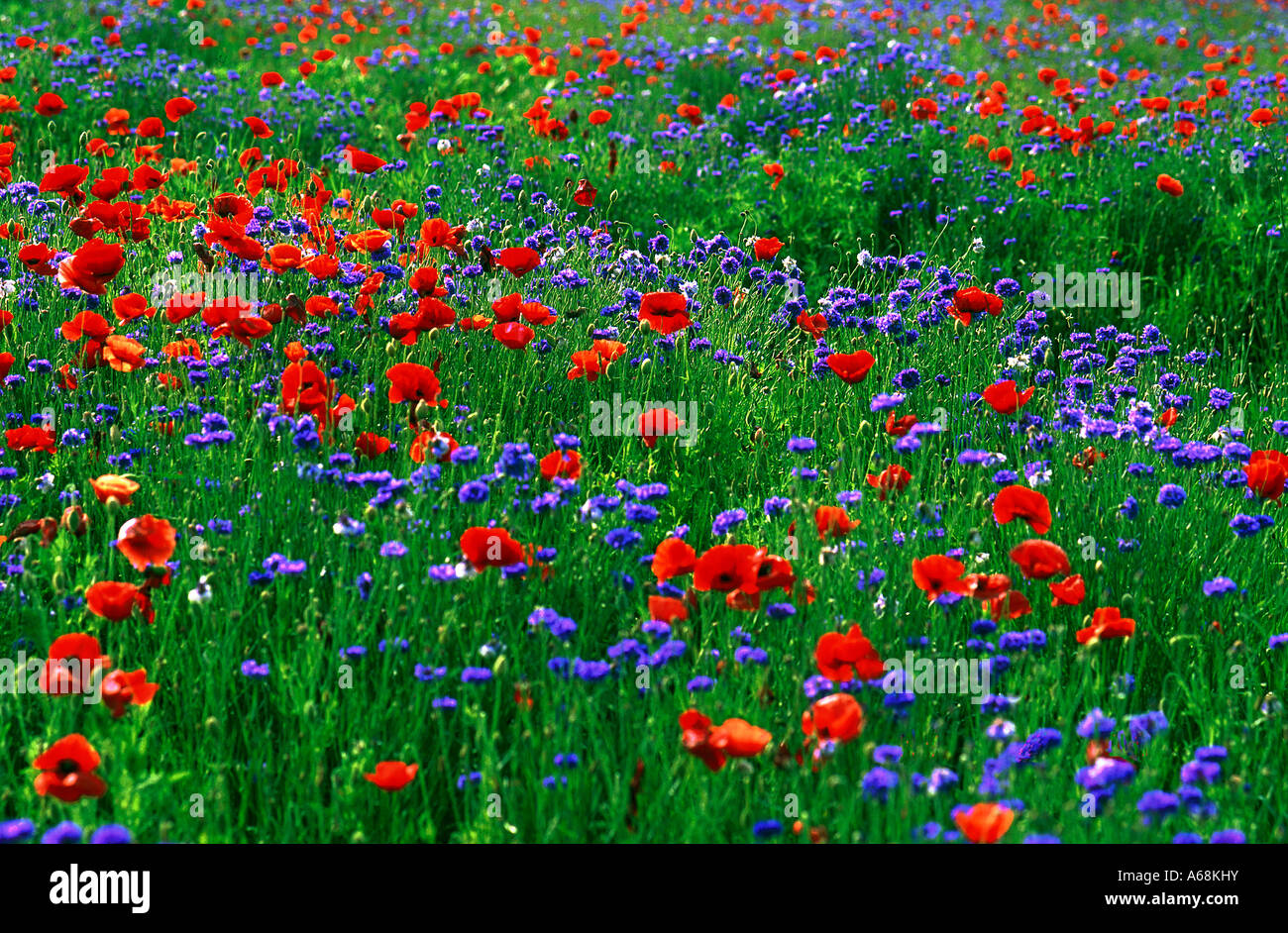 Red and blue wildflowers Stock Photo - Alamy