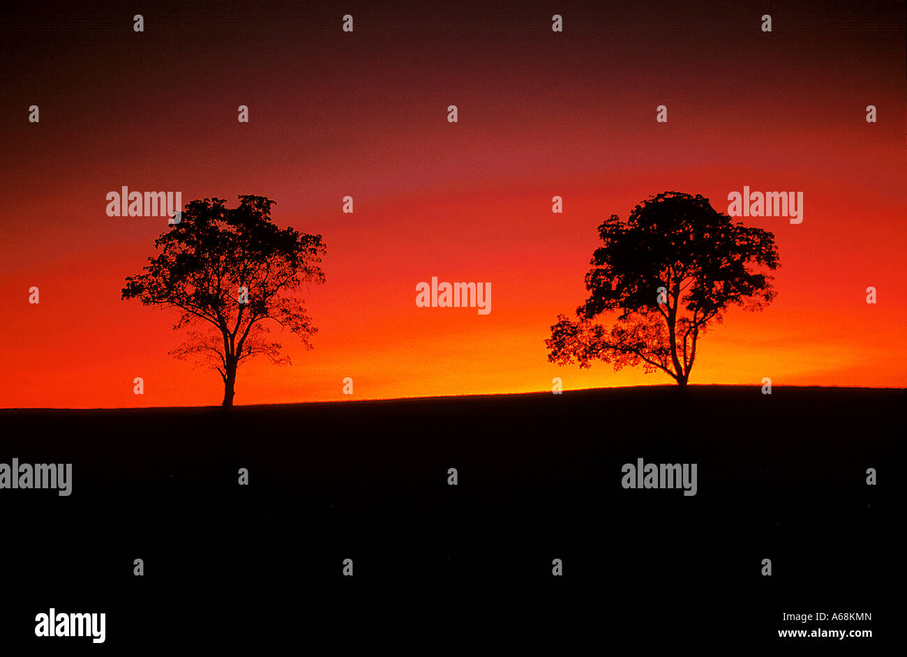 Two trees in silhouette at sunset Stock Photo - Alamy