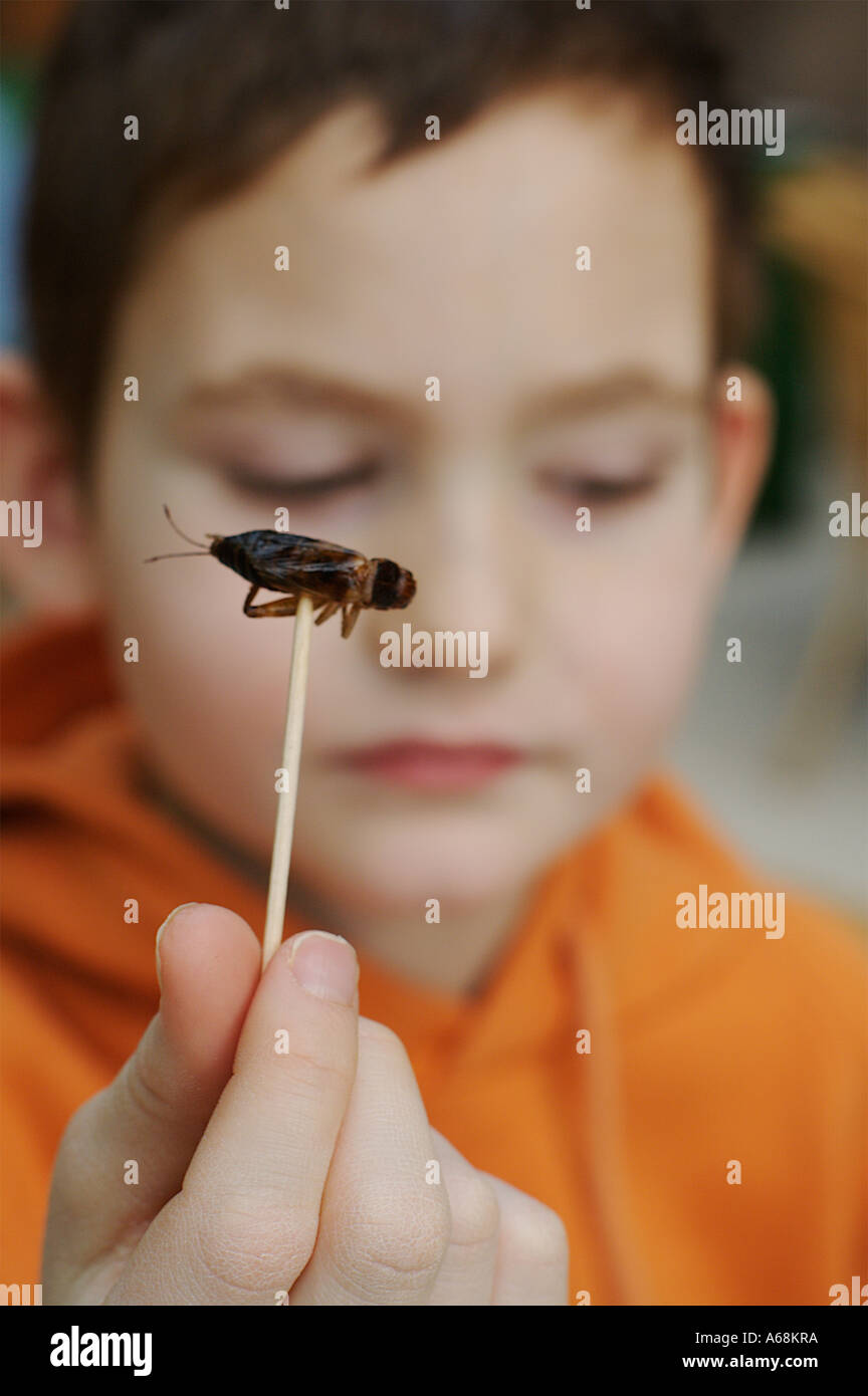 Boy eating insects Stock Photo - Alamy