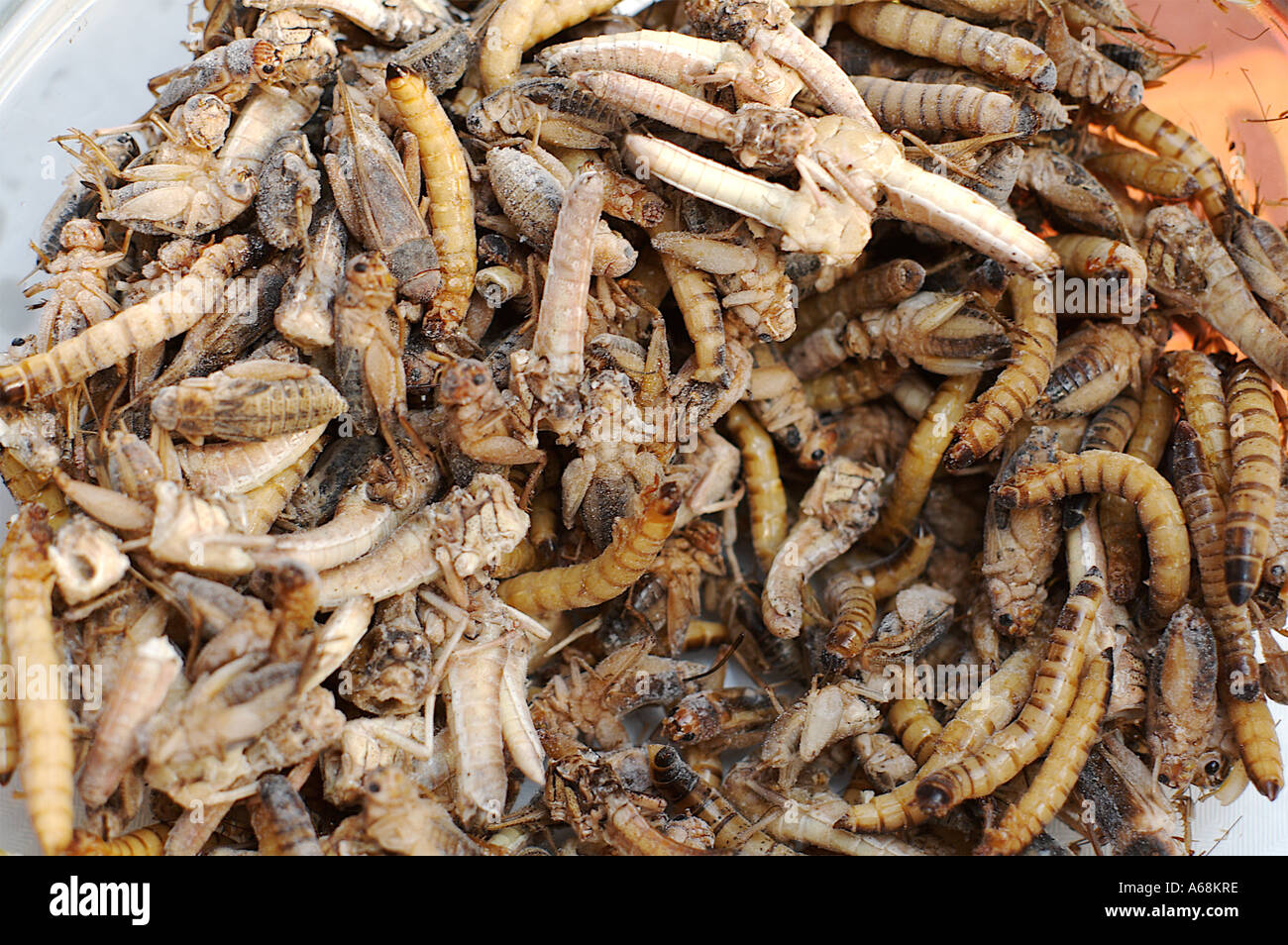 Pot of death insects Stock Photo - Alamy
