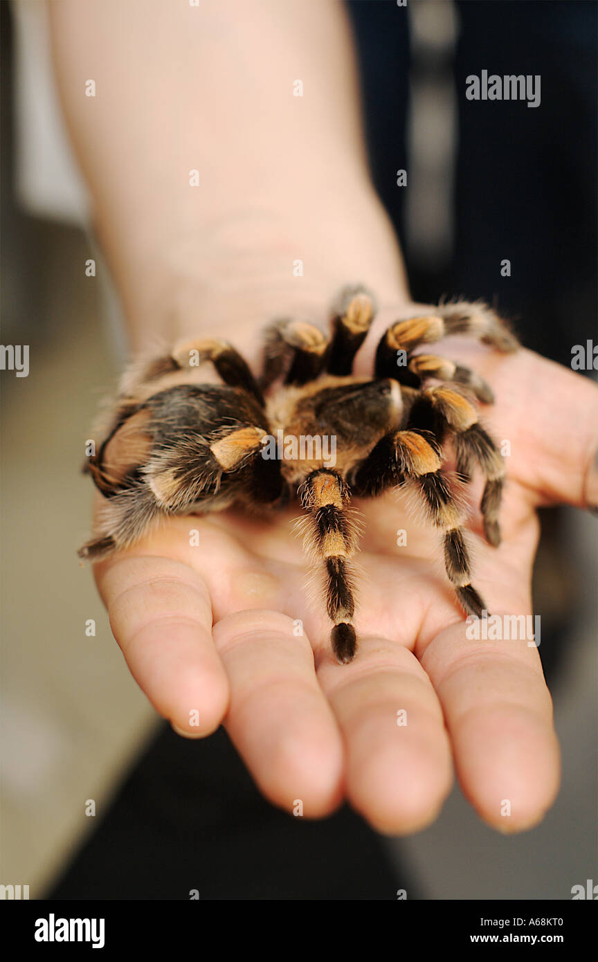 Bird Spider sitting on a womans hand Stock Photo - Alamy