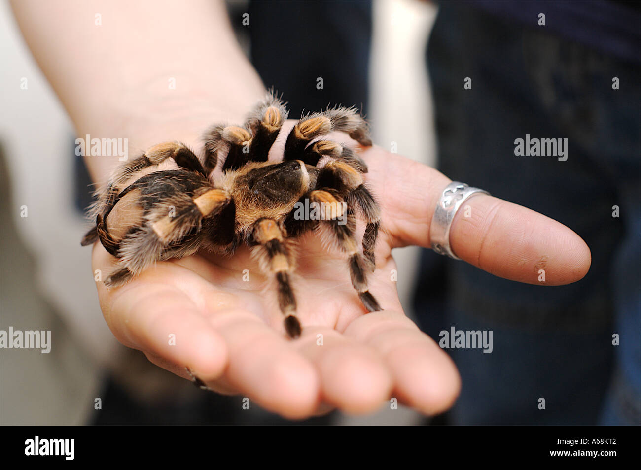 Bird Spider sitting on a womans hand Stock Photo - Alamy