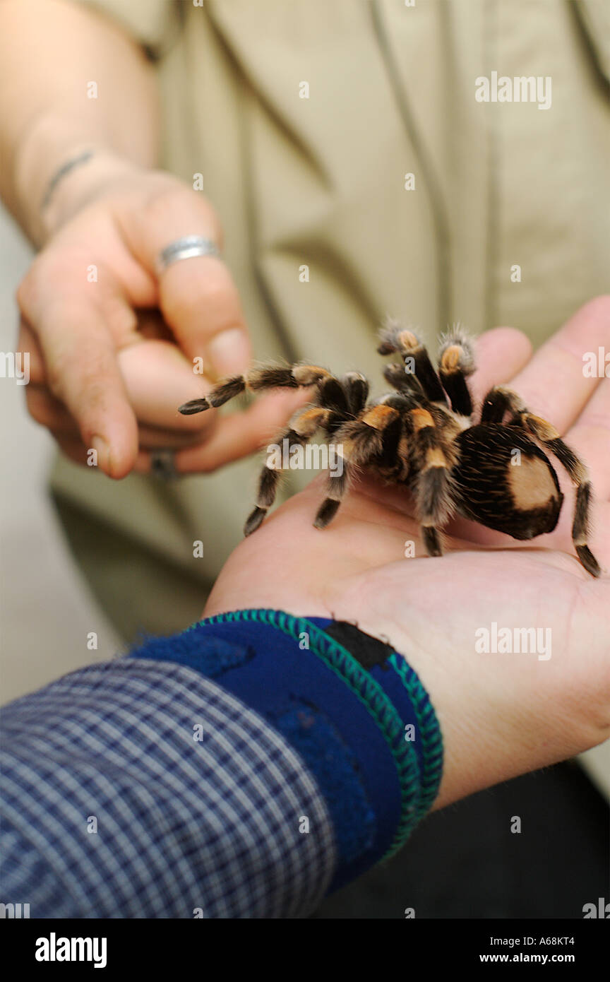 Bird Spider sitting on a womans hand Stock Photo - Alamy