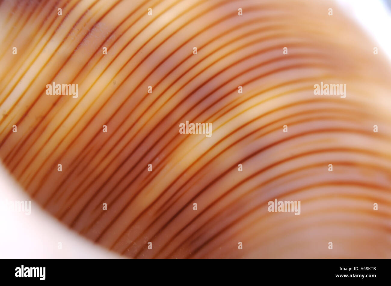 Details of a sea shell Stock Photo - Alamy