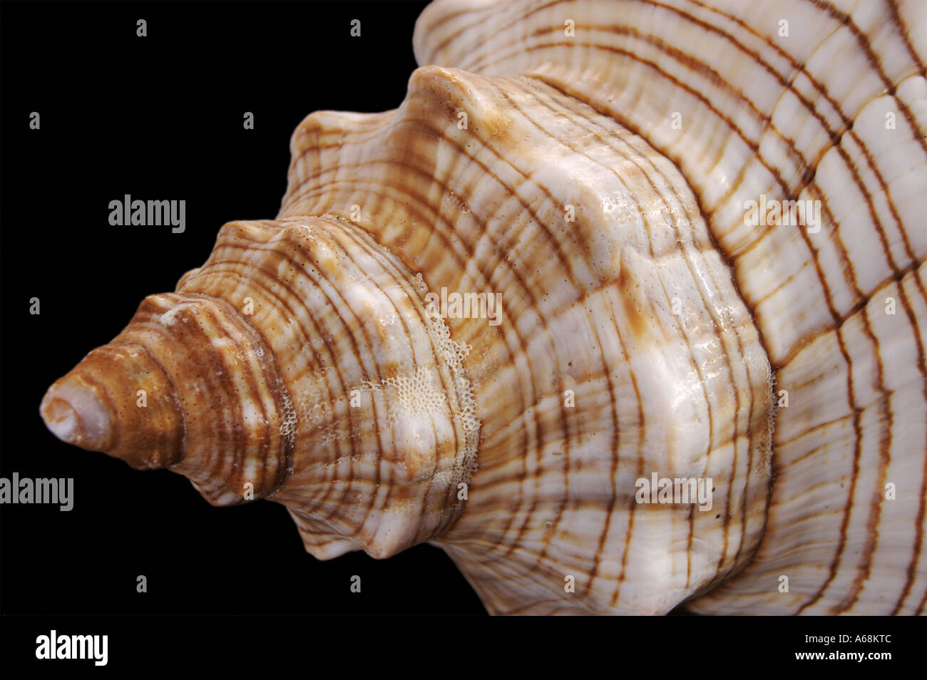 Details of a sea shell Stock Photo - Alamy