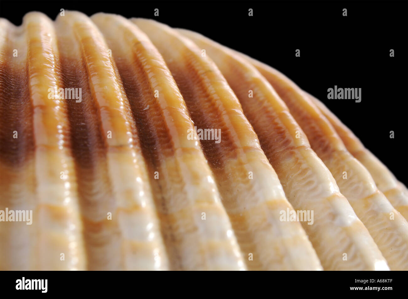 Details of a sea shell Stock Photo - Alamy